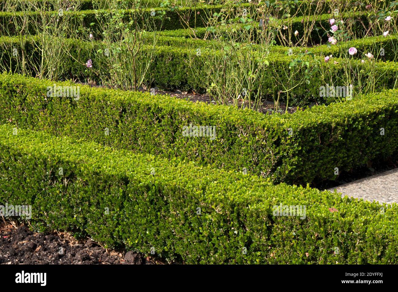 Sydney Australia, miniature hedge surrounding garden beds in afternoon ...