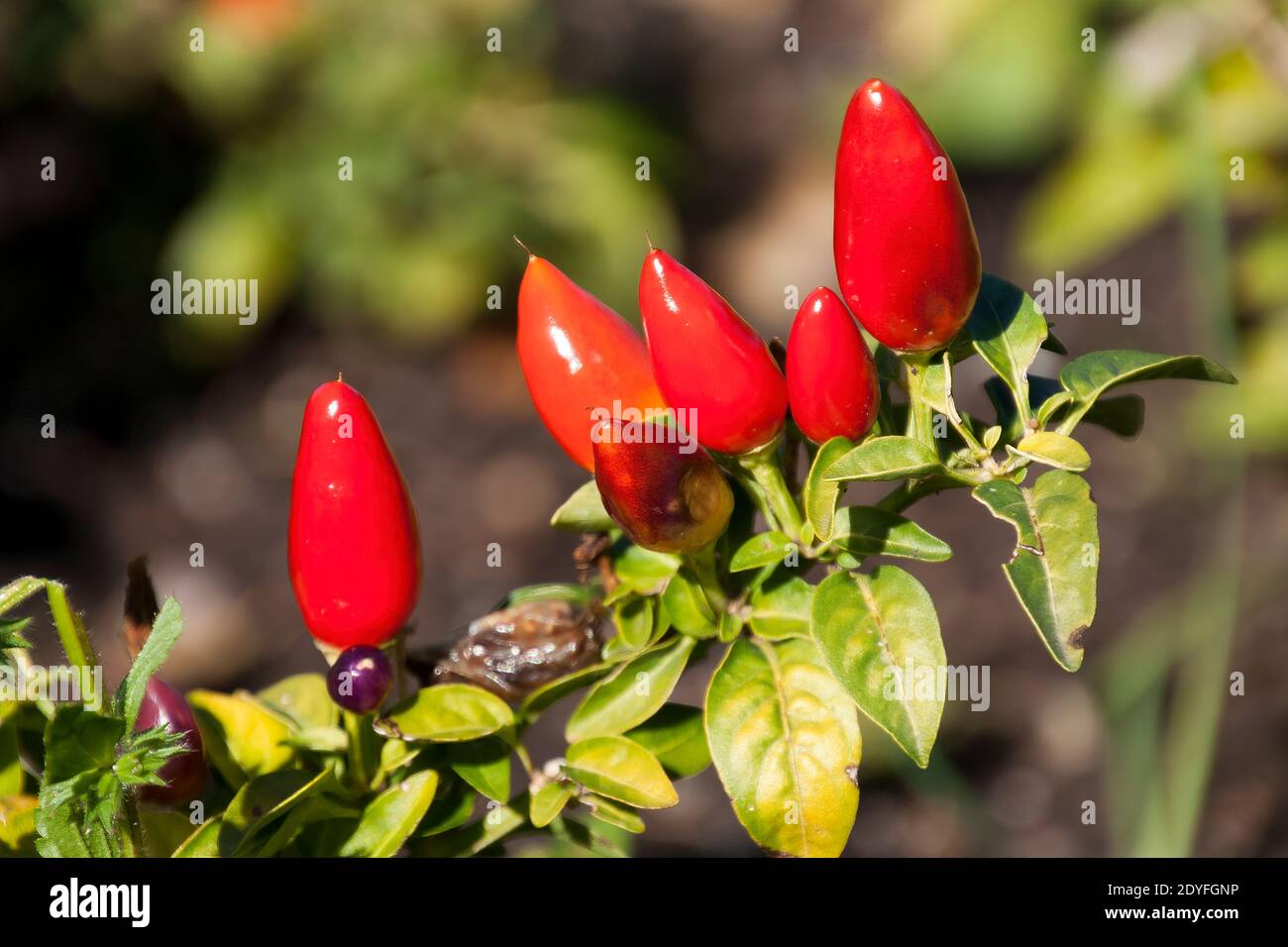 Sydney Australia, ornamental chilli pepper bush with red and yellow ...