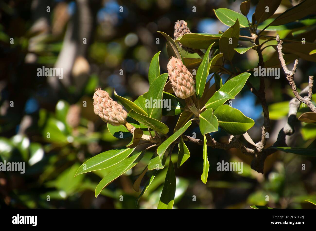 Waxy Leaves High Resolution Stock Photography and Images - Alamy