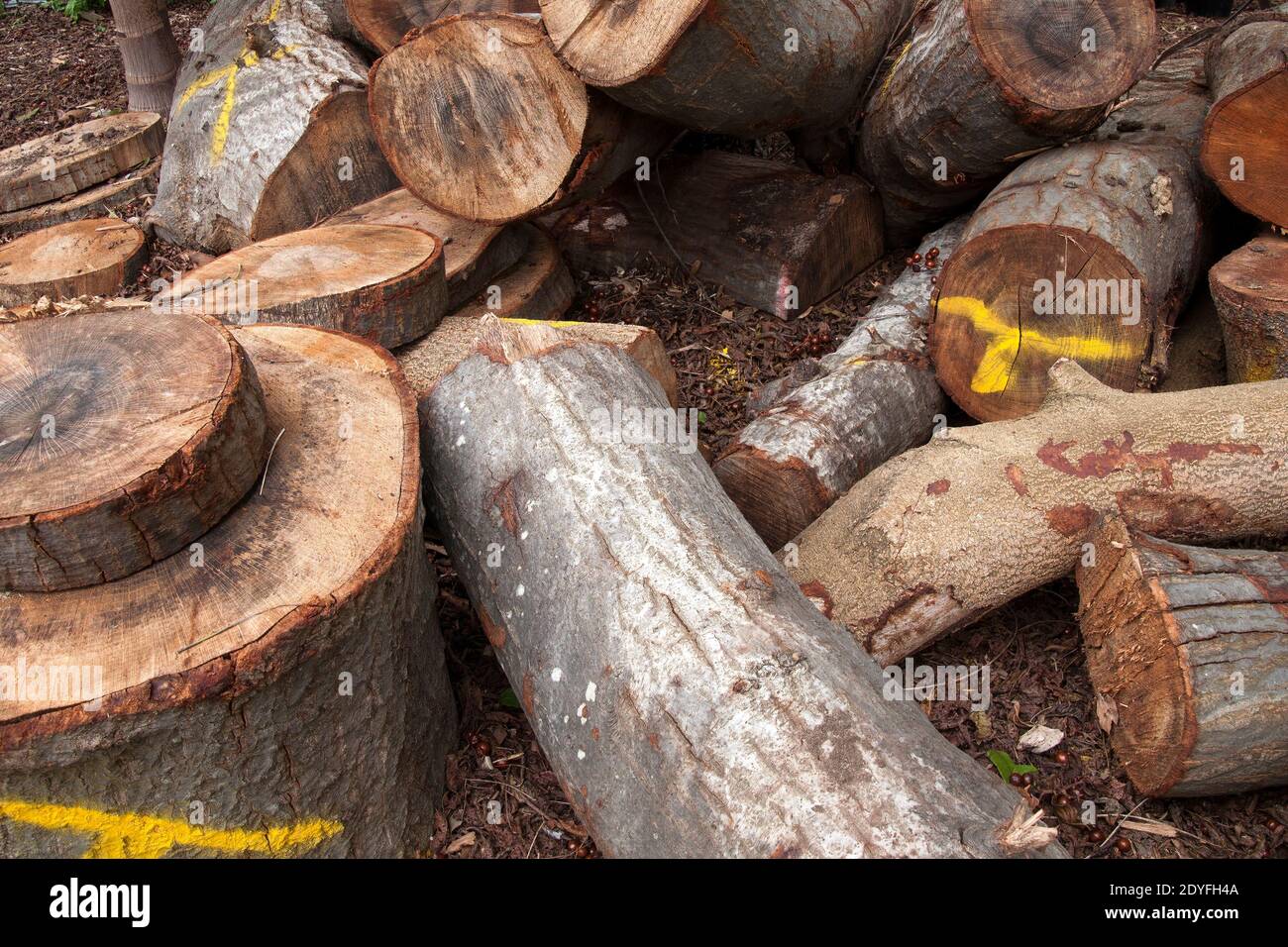 Sydney Australia, wooden logs ready to to sawn or chopped Stock Photo ...