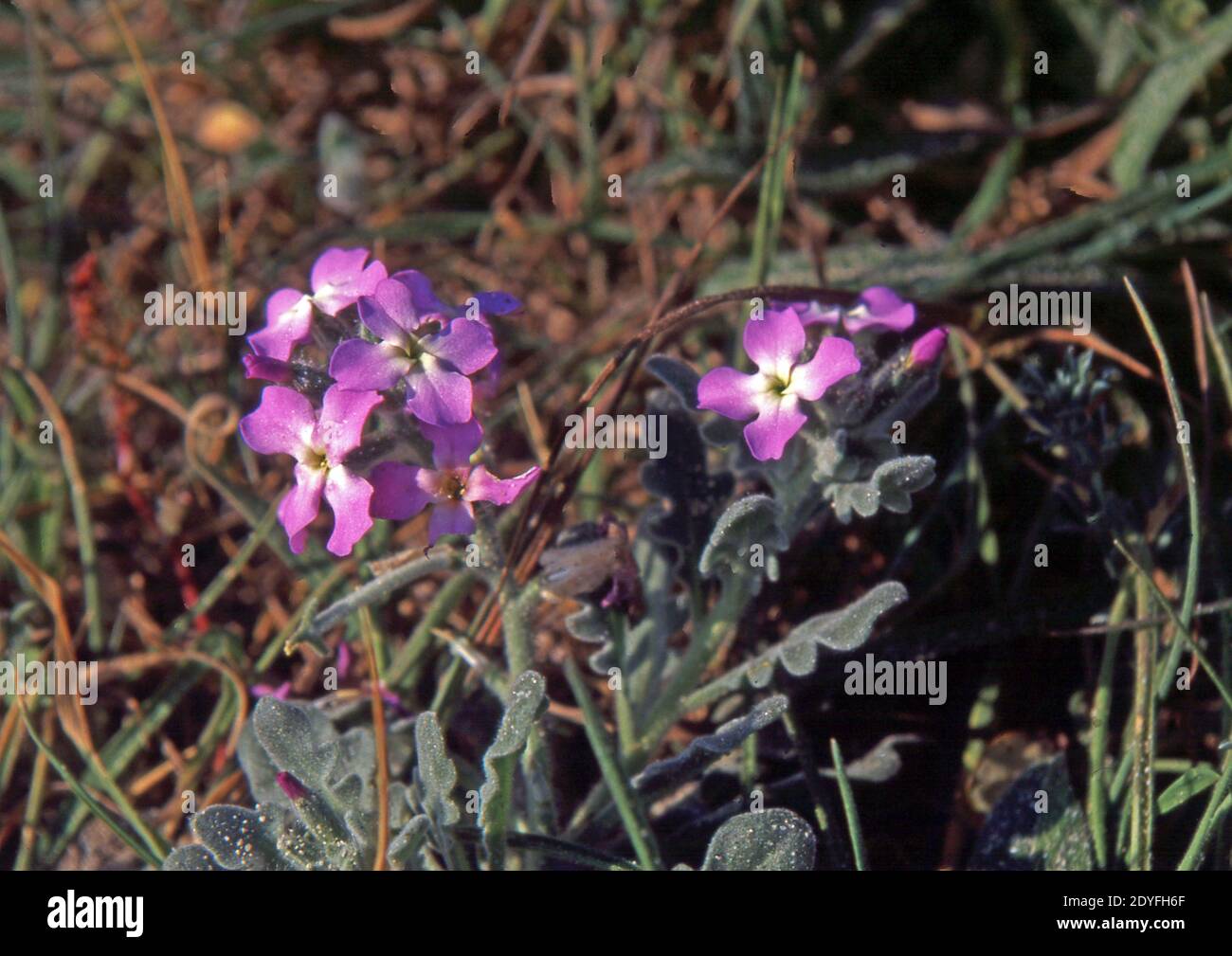 Matthiola in nature close-up (scanned from Fujichrome Provia Stock ...