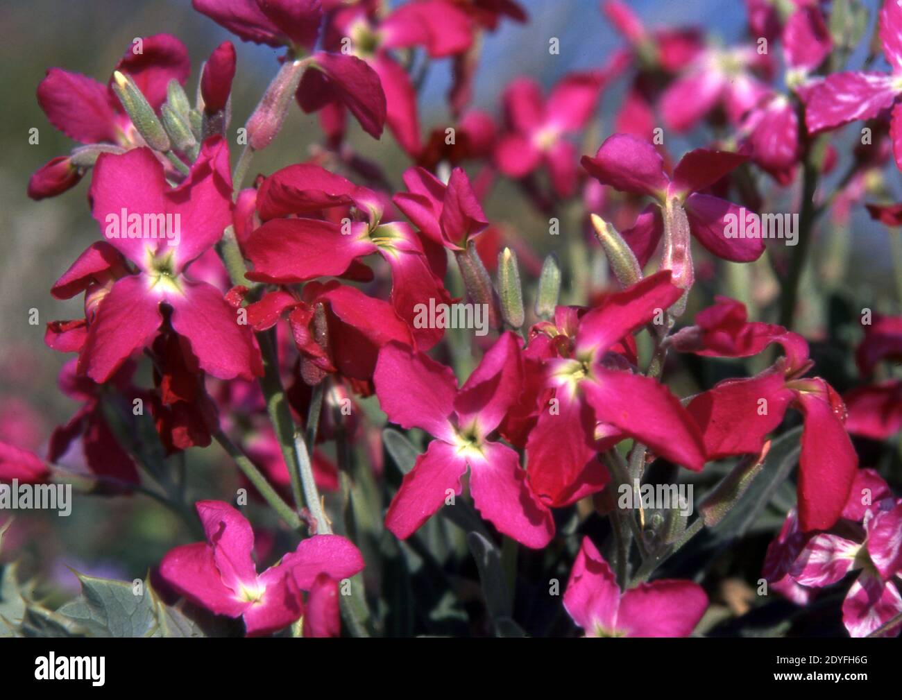 Matthiola in nature close-up (scanned from Fujichrome Provia Stock ...