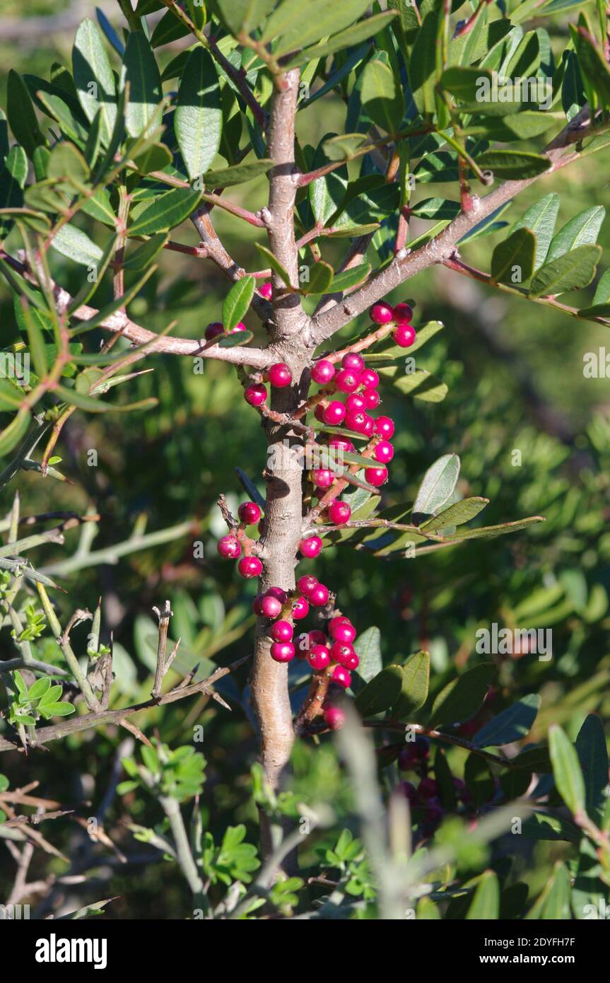 Pistacia lentiscus close-up Stock Photo - Alamy