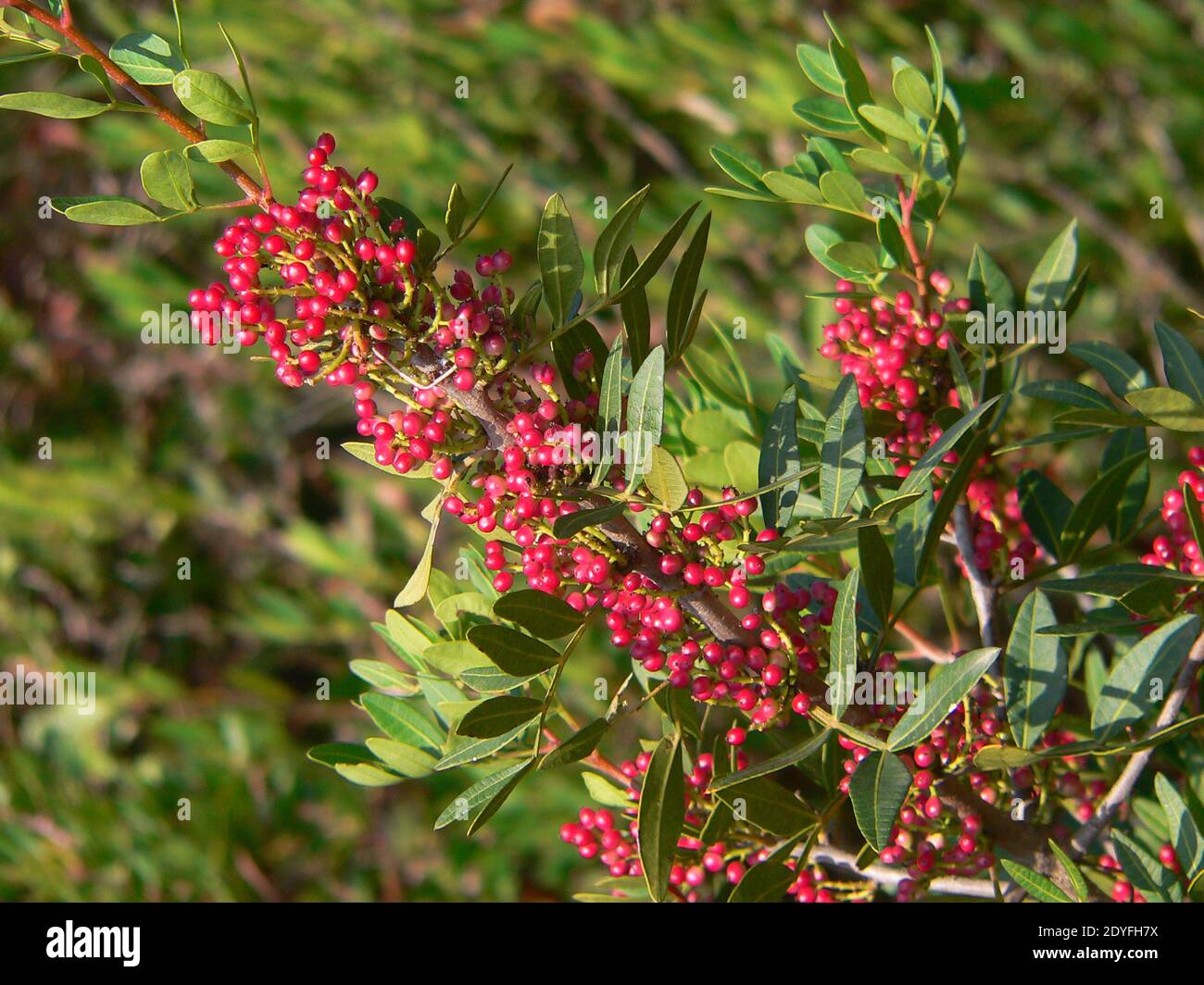 Pistacia lentiscus hi-res stock photography and images - Alamy