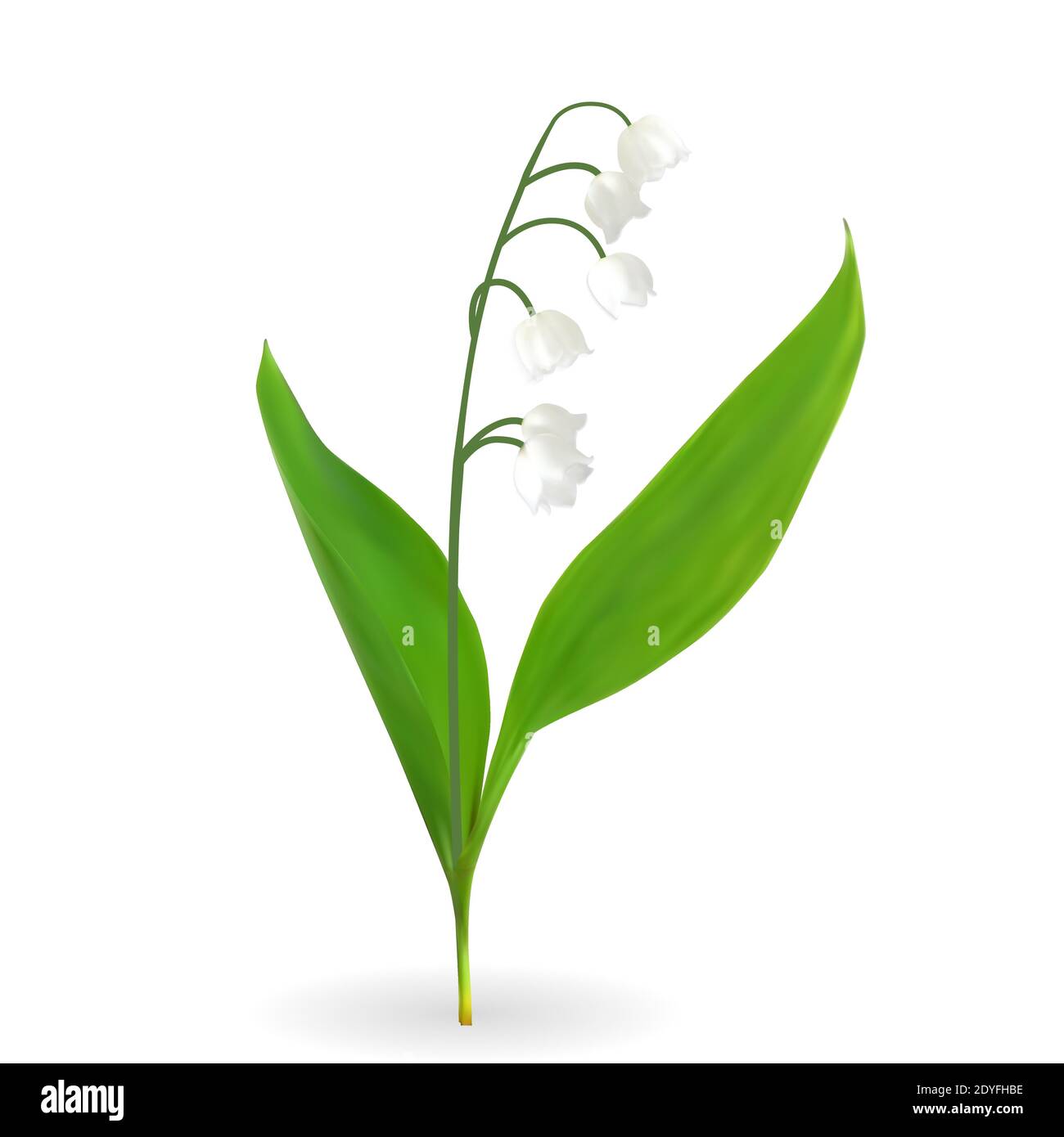 Lily of the valley vector hi-res stock photography and images - Alamy