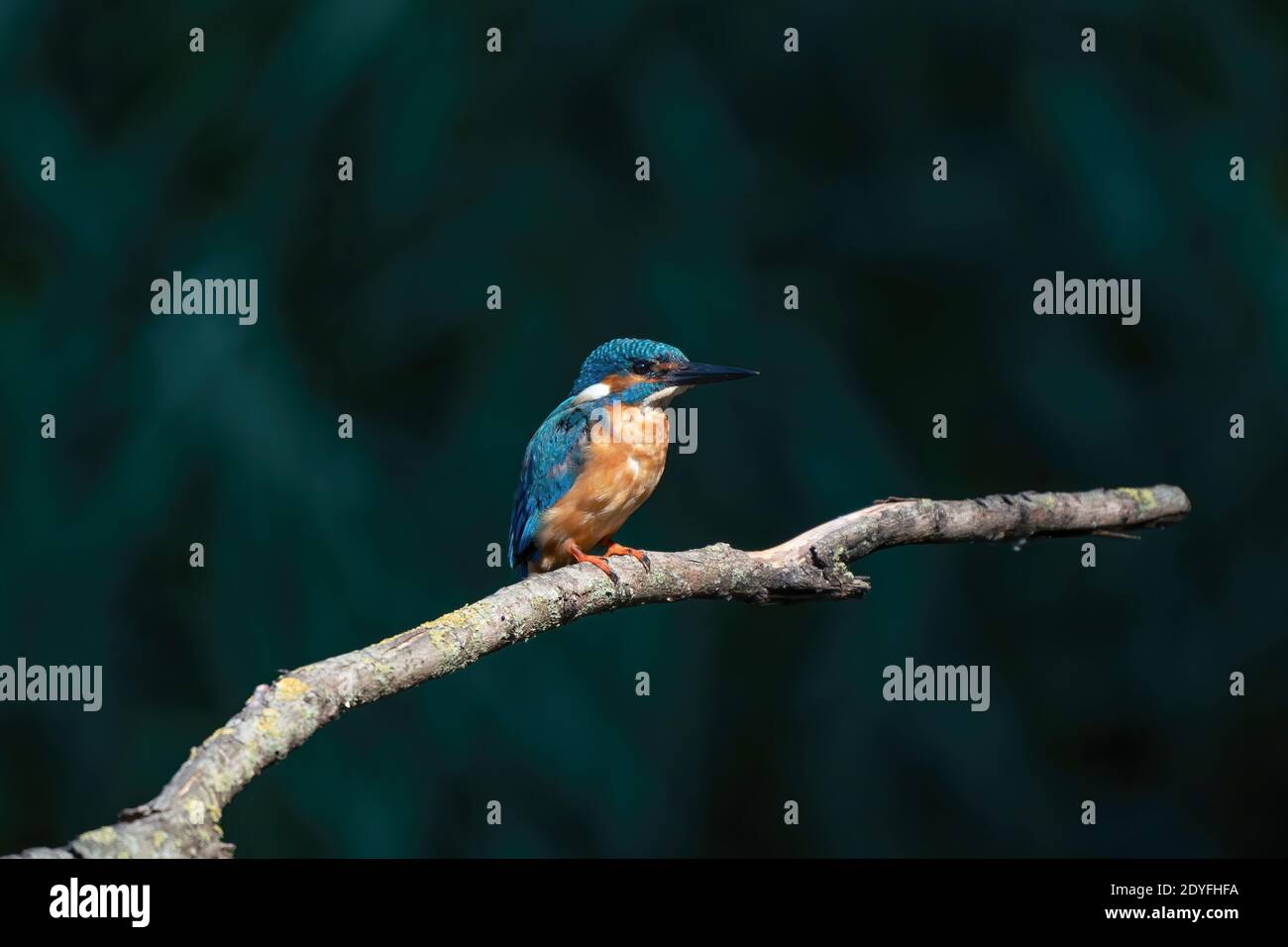 Beautiful blue Kingfisher bird, male Common Kingfisher, sitting on a ...