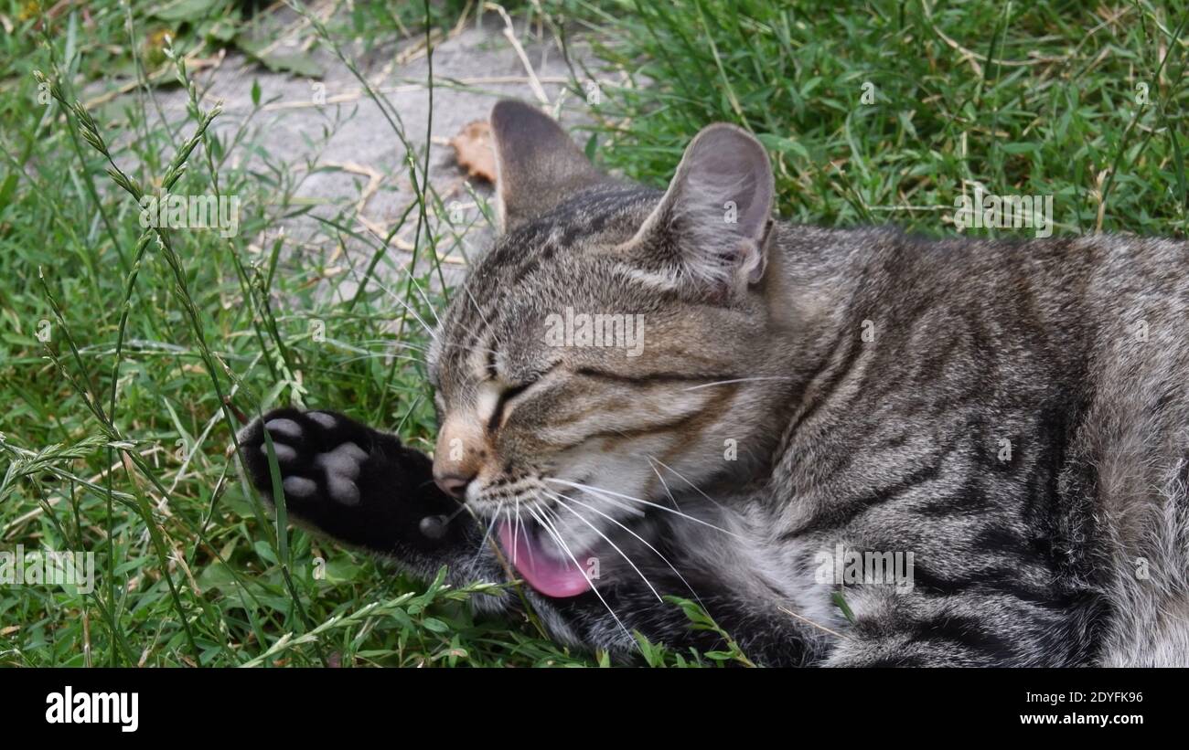 Closeup of tabby cat face with closed eyes while licking black paw with ...