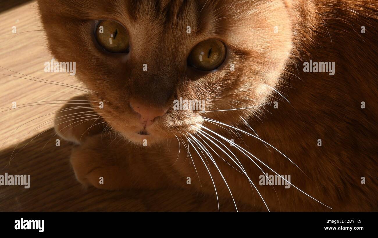 Closeup portrait of red cat face with ginger eyes looking straight ...