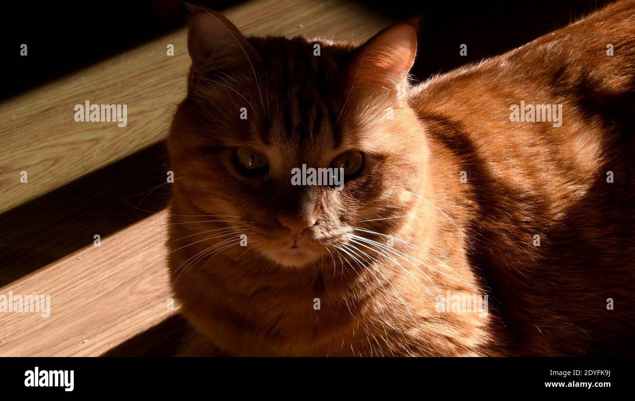 Portrait of red cat face with ginger eyes. Furry cat head in bright ...