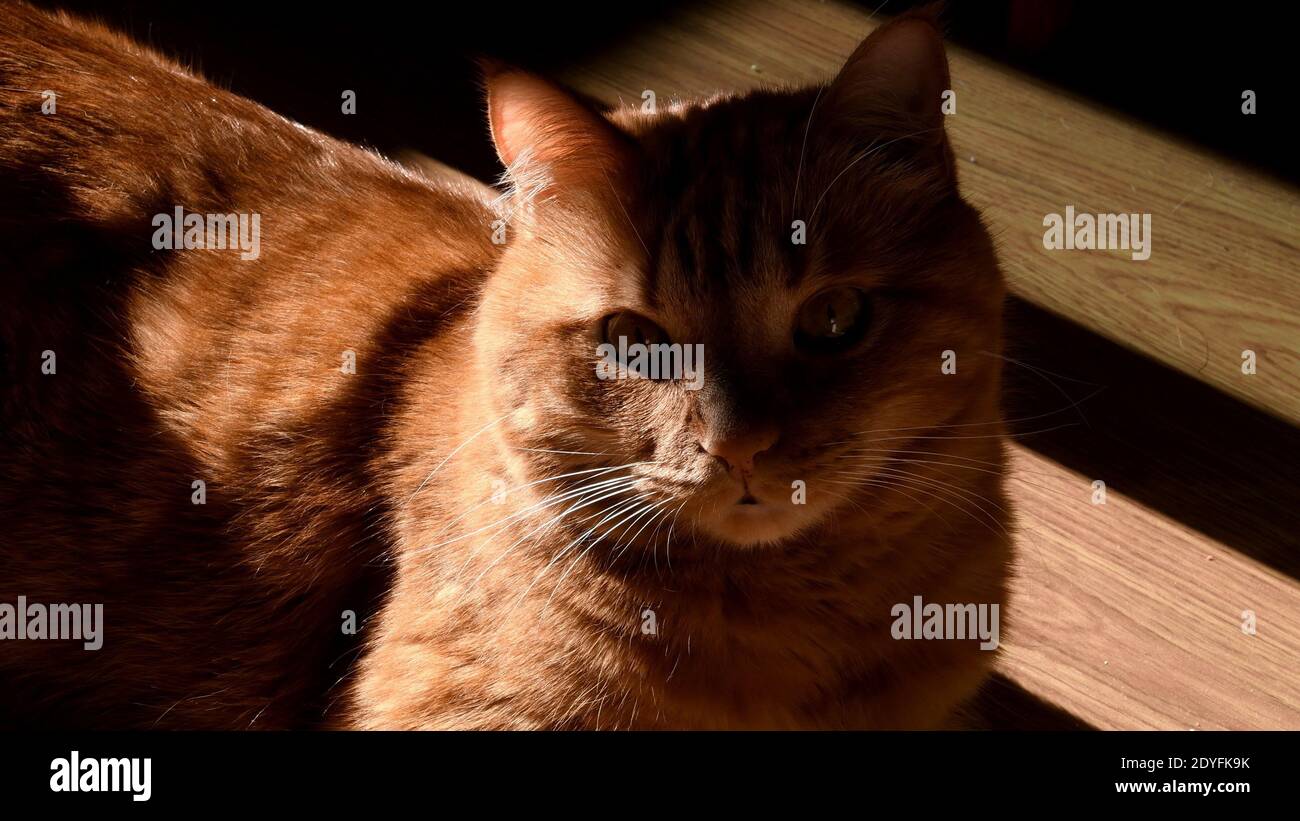 Closeup portrait of red cat face with ginger eyes looking into camera ...