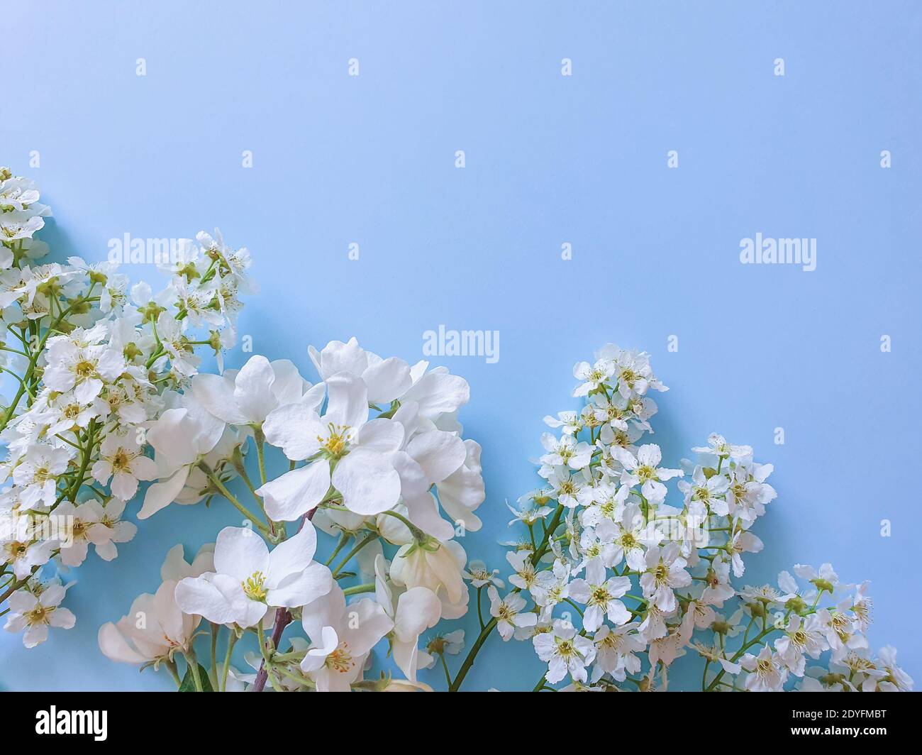 Flower border on a pale blue background. Blooming branches are composed ...