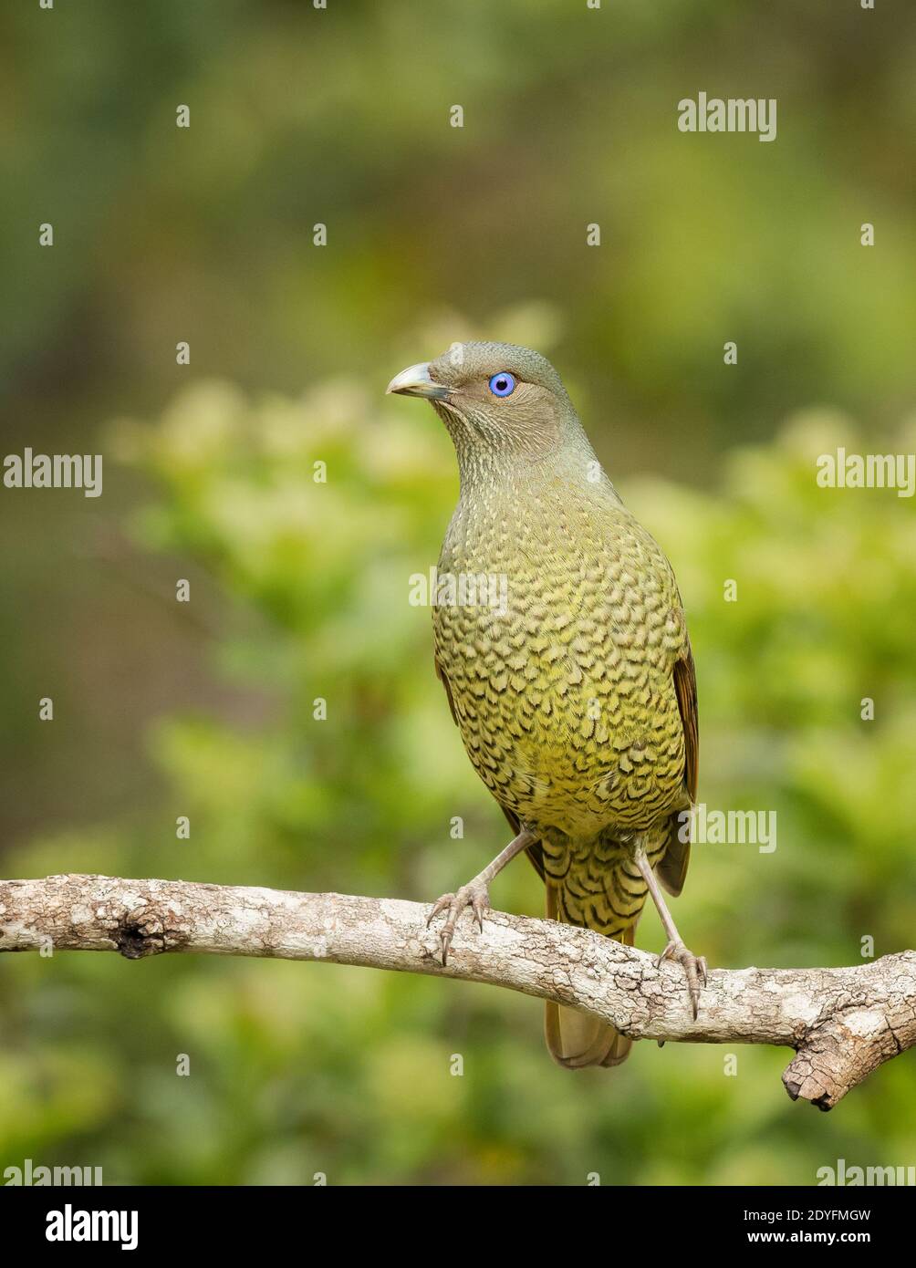 A female Satin Bowerbird (Ptilonorhynchus violaceus) is a bowerbird endemic to eastern Australia ...