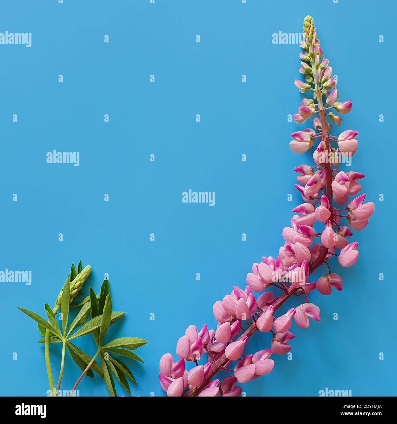Close-up of pink lupine with long stem on navy blue background. Square ...