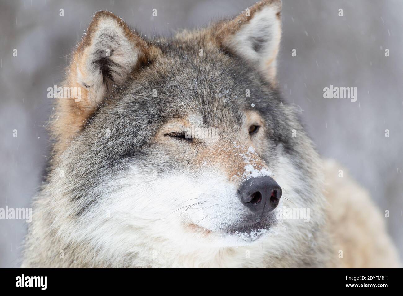 Wolf nose hi-res stock photography and images - Alamy