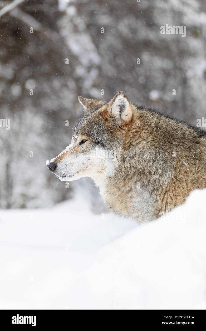 Alpha male with wolf pack hi-res stock photography and images - Alamy