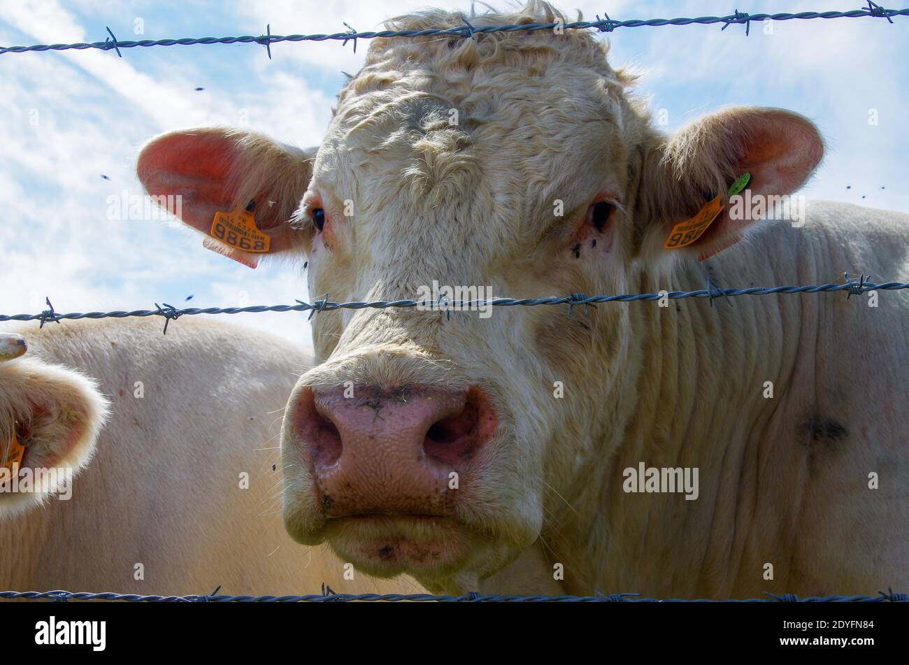 Close-up of a white cow behind barbed wire Stock Photo - Alamy