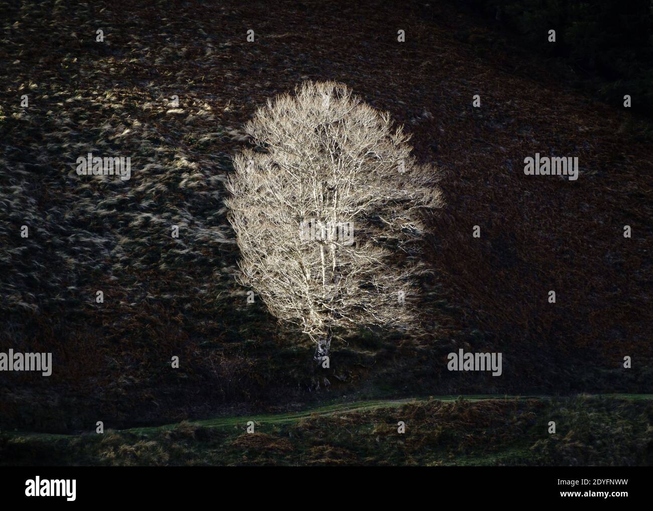 Single tree on hillside in winter Stock Photo - Alamy