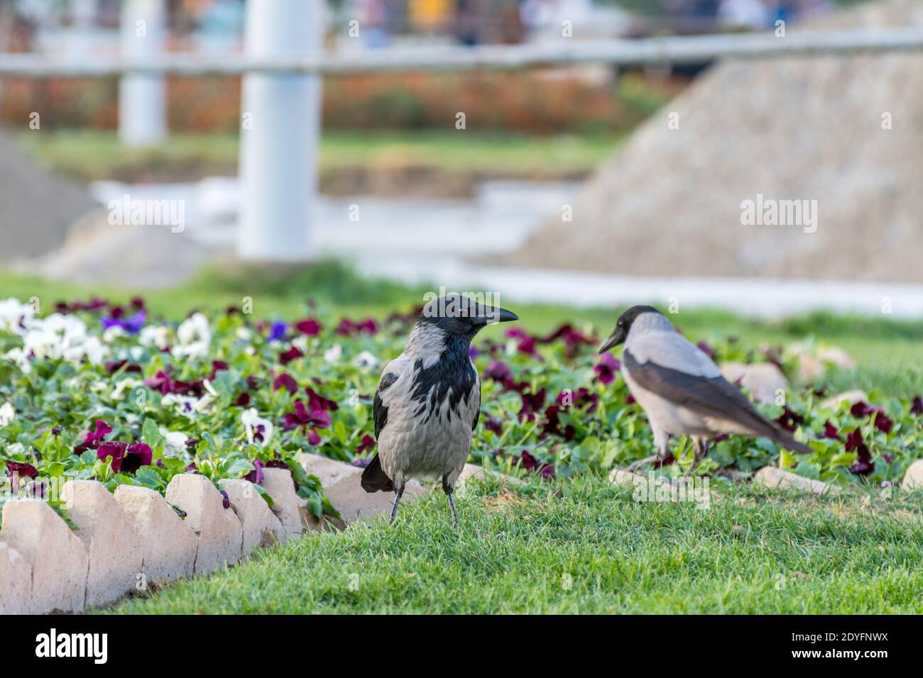 Two grey white neck hooded crows finding food on grassland in autumn ...