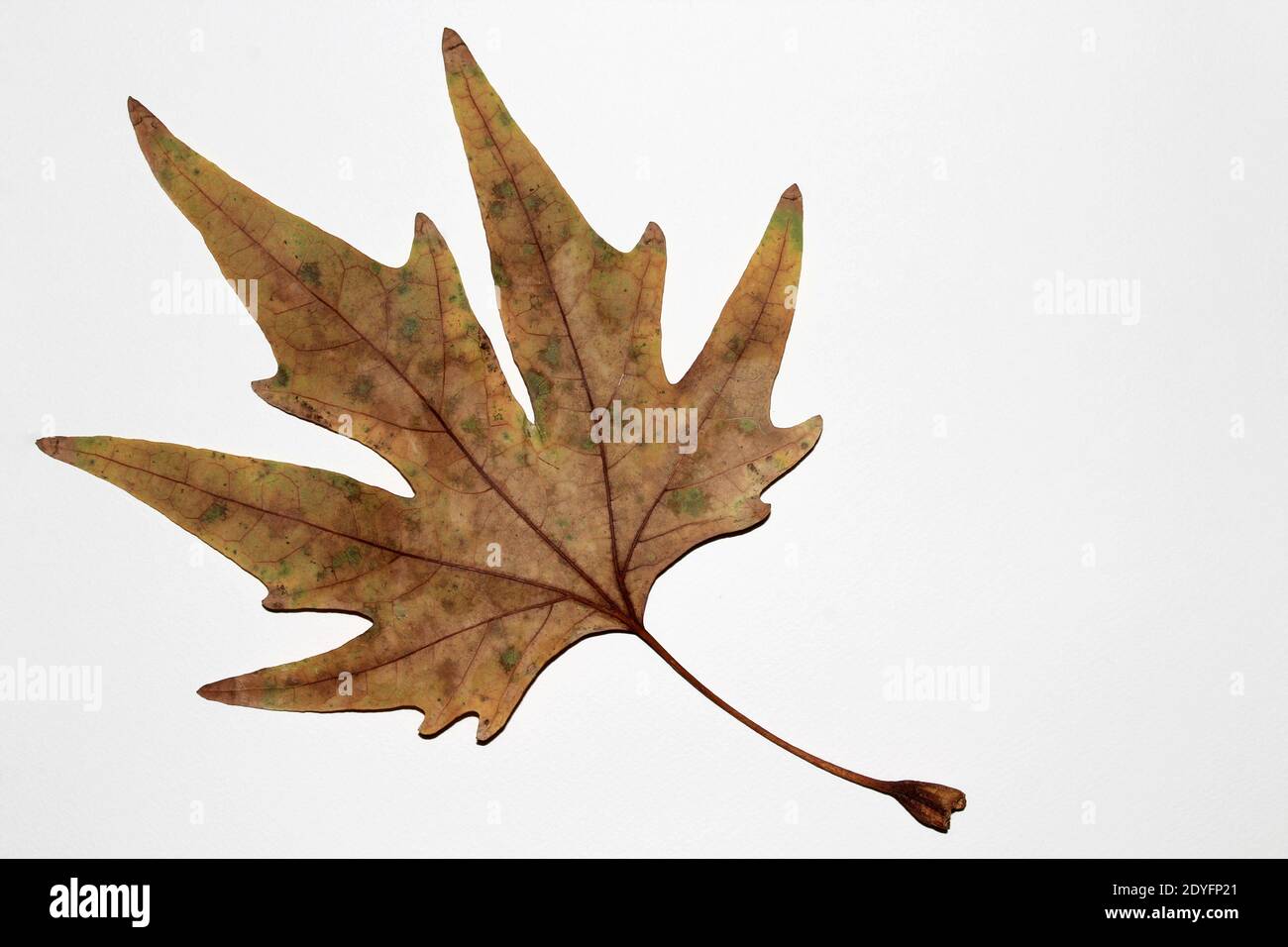 Sycamore leaf closeup hi-res stock photography and images - Alamy