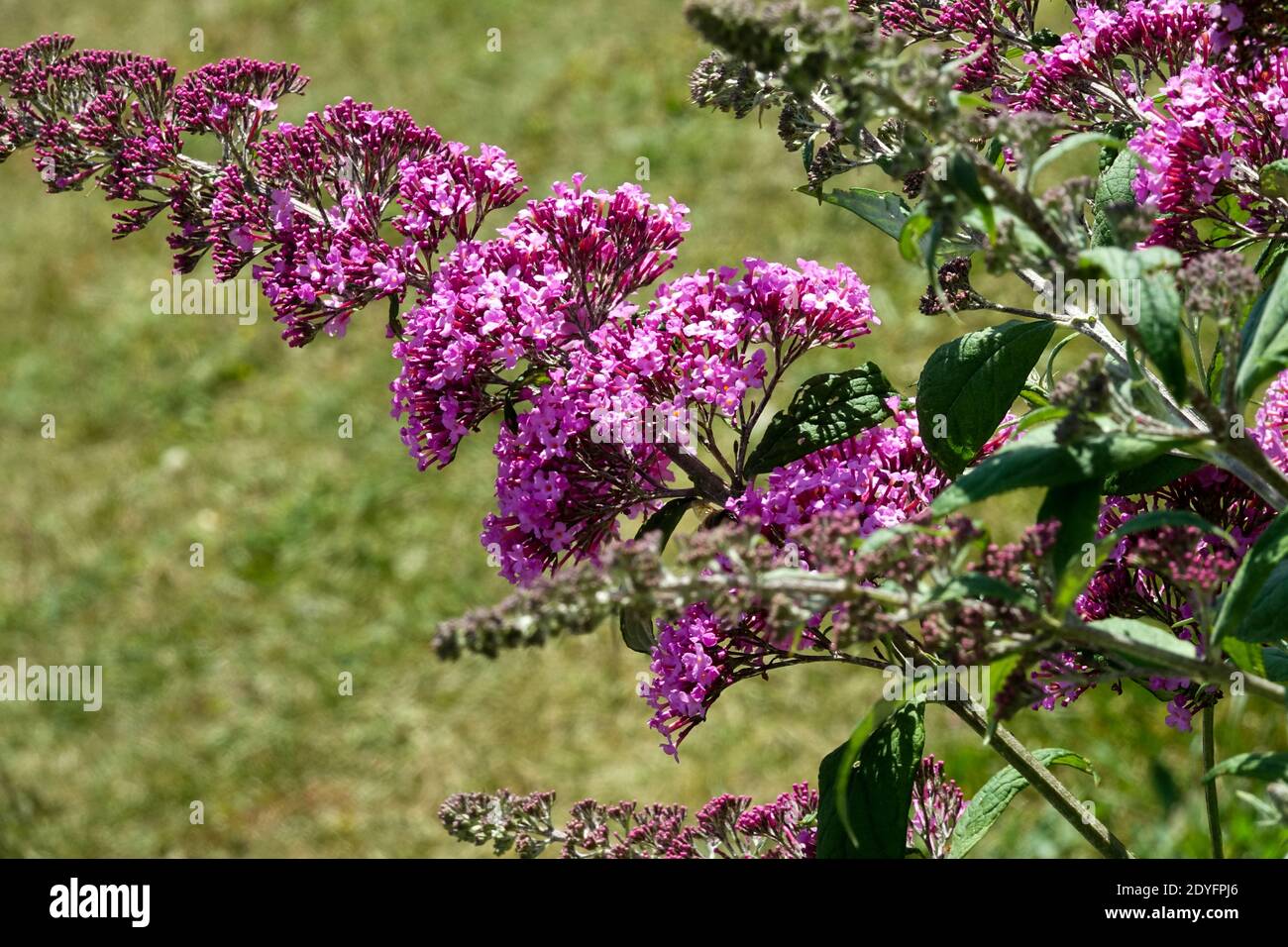 Pink delight buddleia hi-res stock photography and images - Alamy