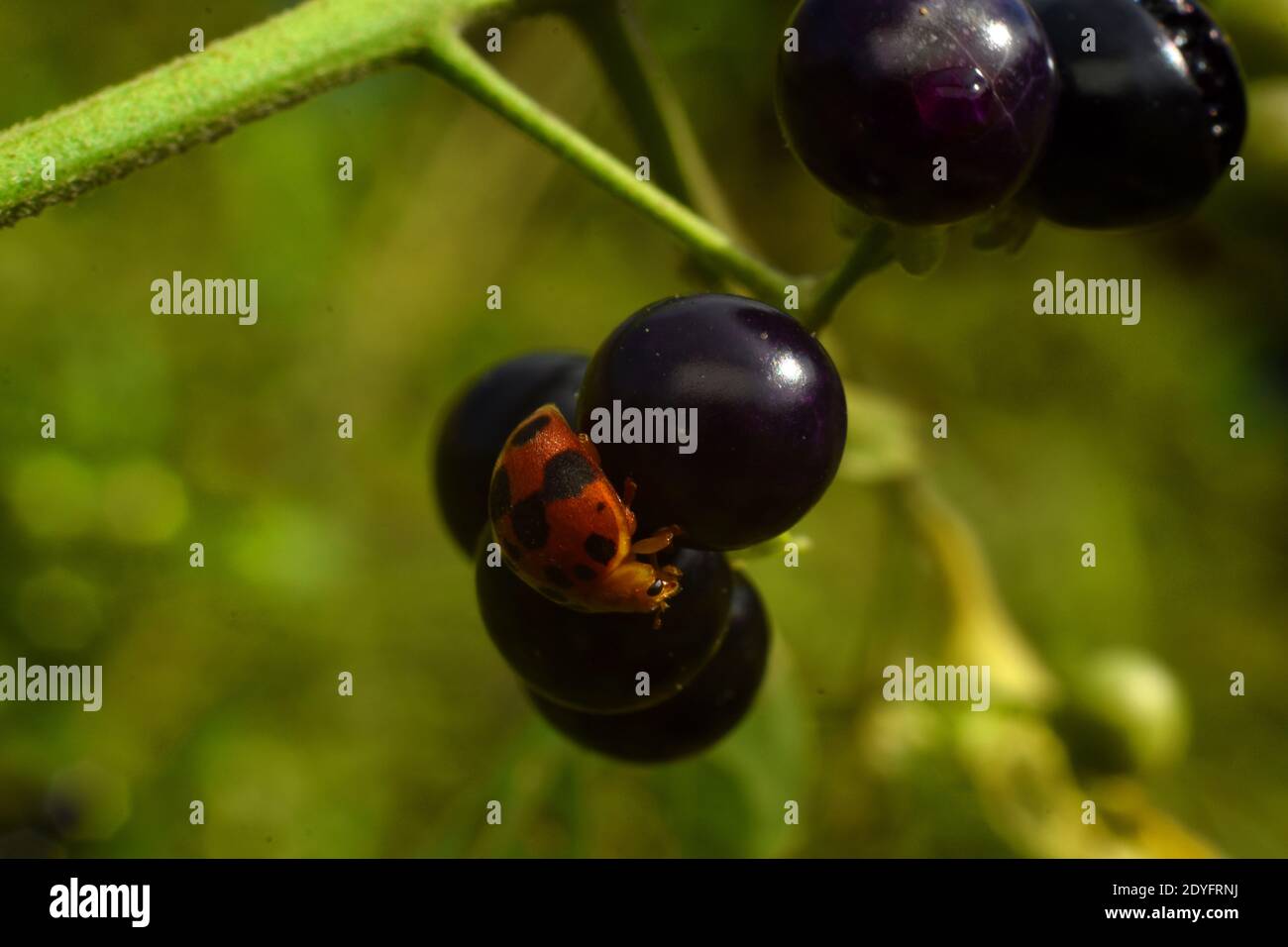 A ladybug perched on black nightshade fruits Stock Photo - Alamy