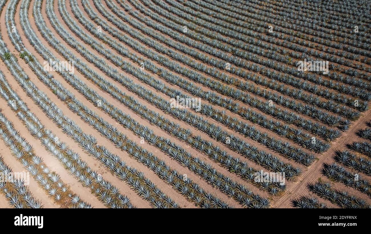 An aerial shot of agave plant plantation lands. Mexican plant with ...