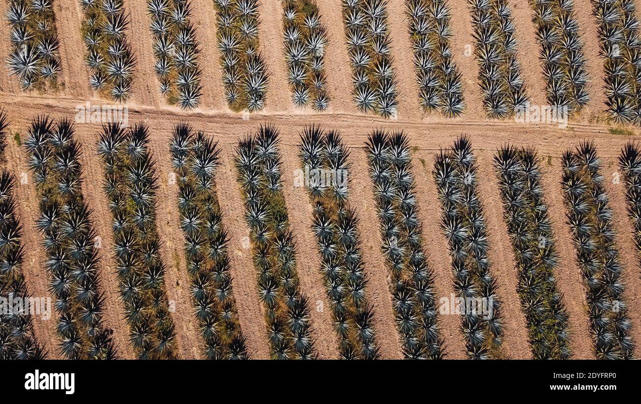 An aerial shot of agave plant plantation lands. Mexican plant with ...