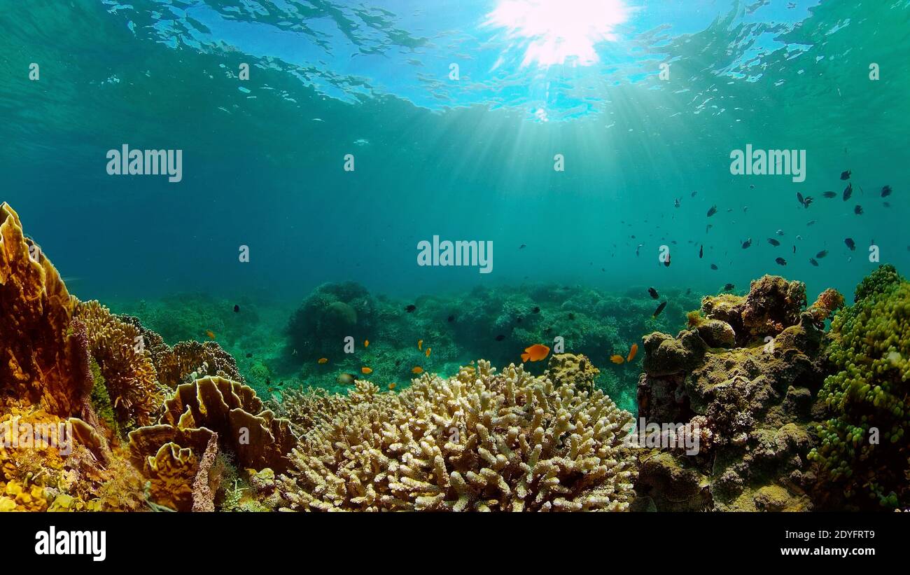 Underwater fish reef marine. Tropical colourful underwater seascape ...