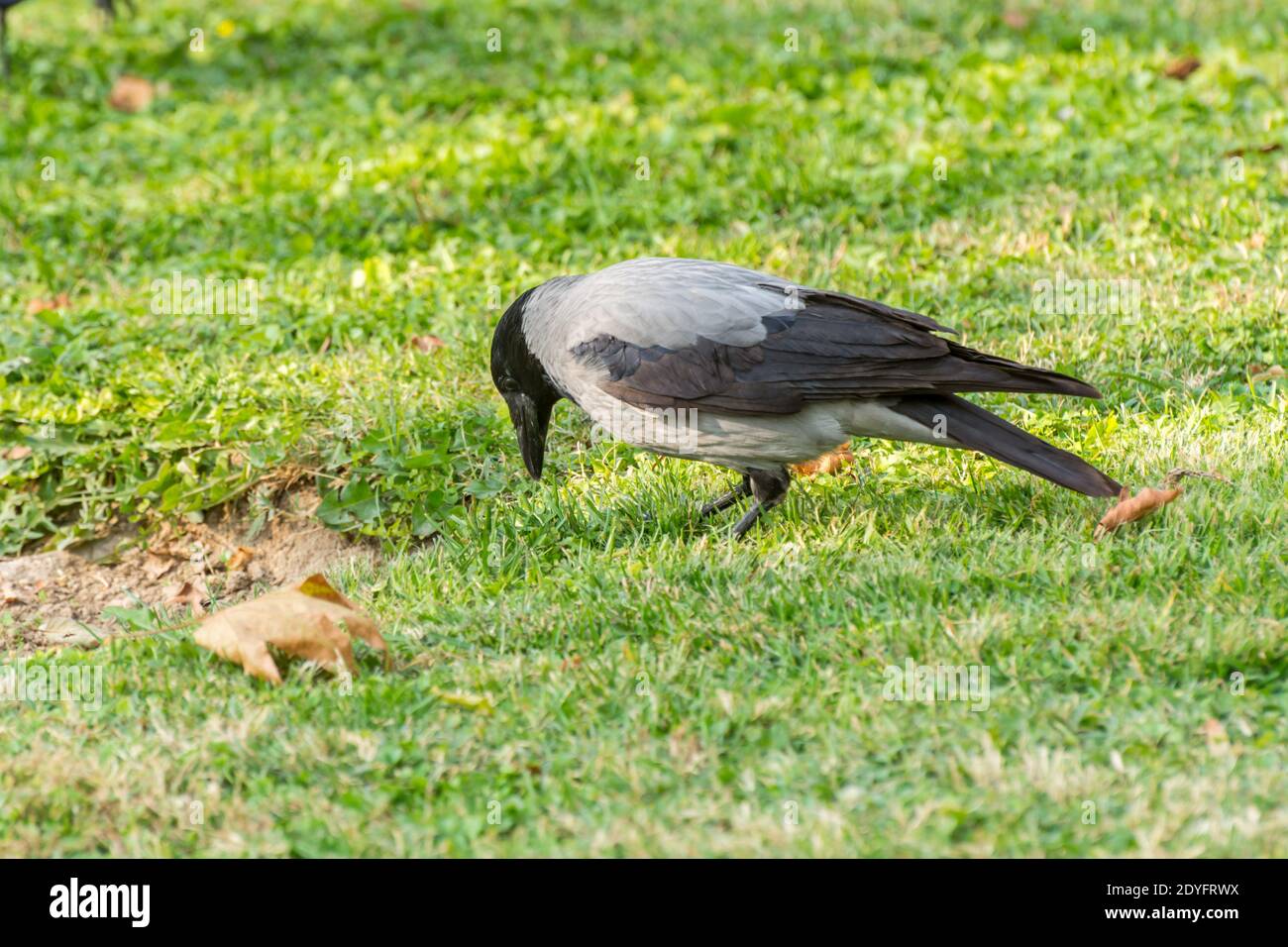 A grey white neck hooded crow eating dry fruit grassland in autumn with ...
