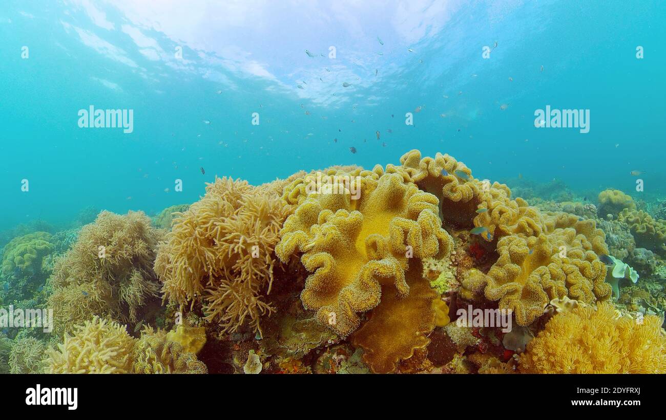 Tropical fishes and coral reef at diving. Beautiful underwater world ...