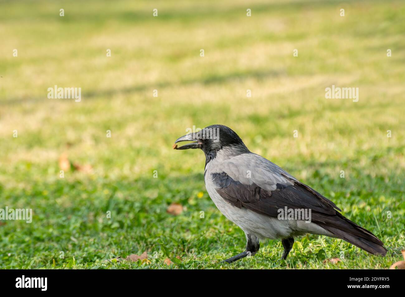 A grey white neck hooded crow eating dry fruit grassland in autumn with ...