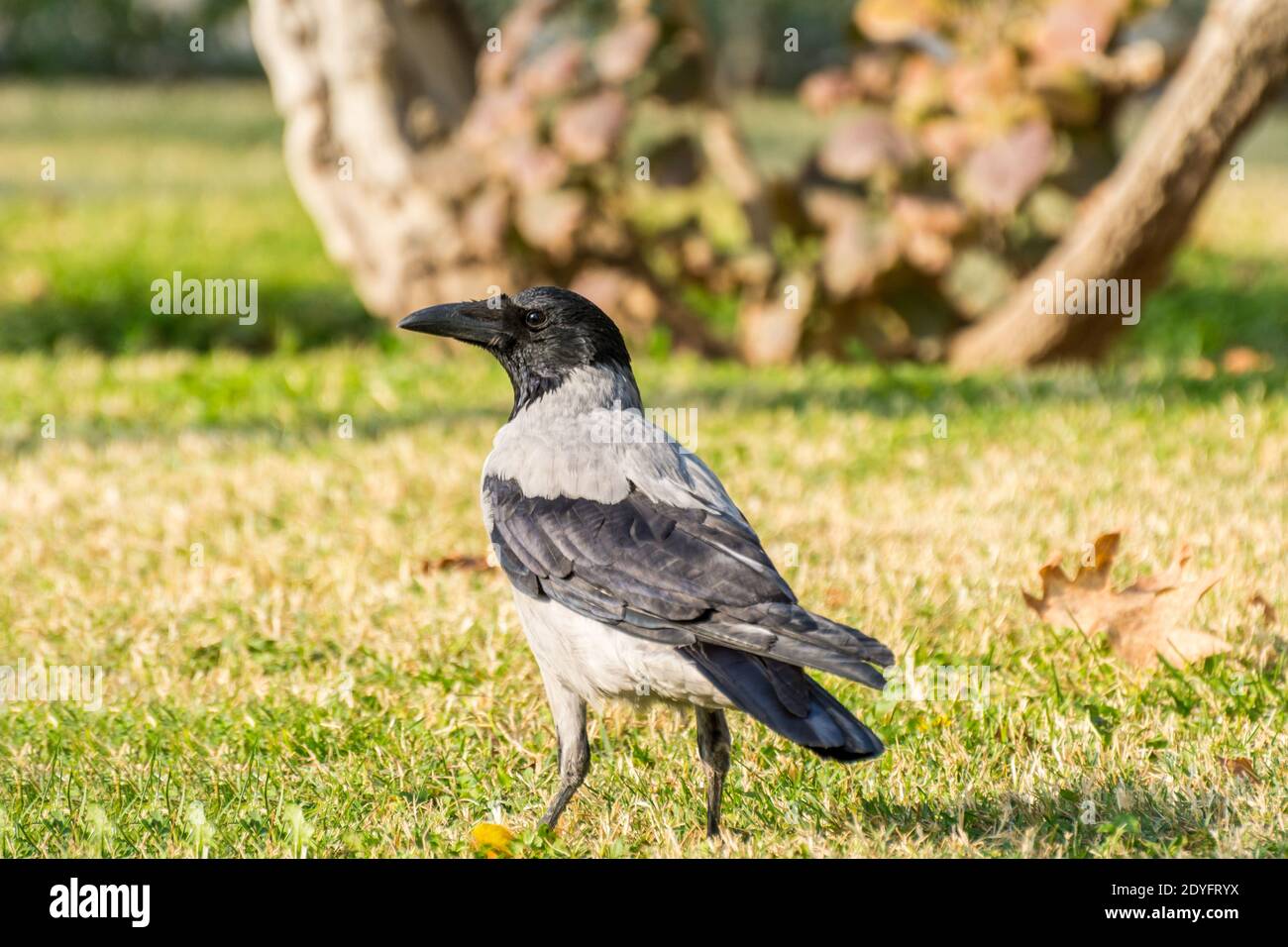 A grey white neck hooded crow (Corvus cornix) standing on grassland in ...