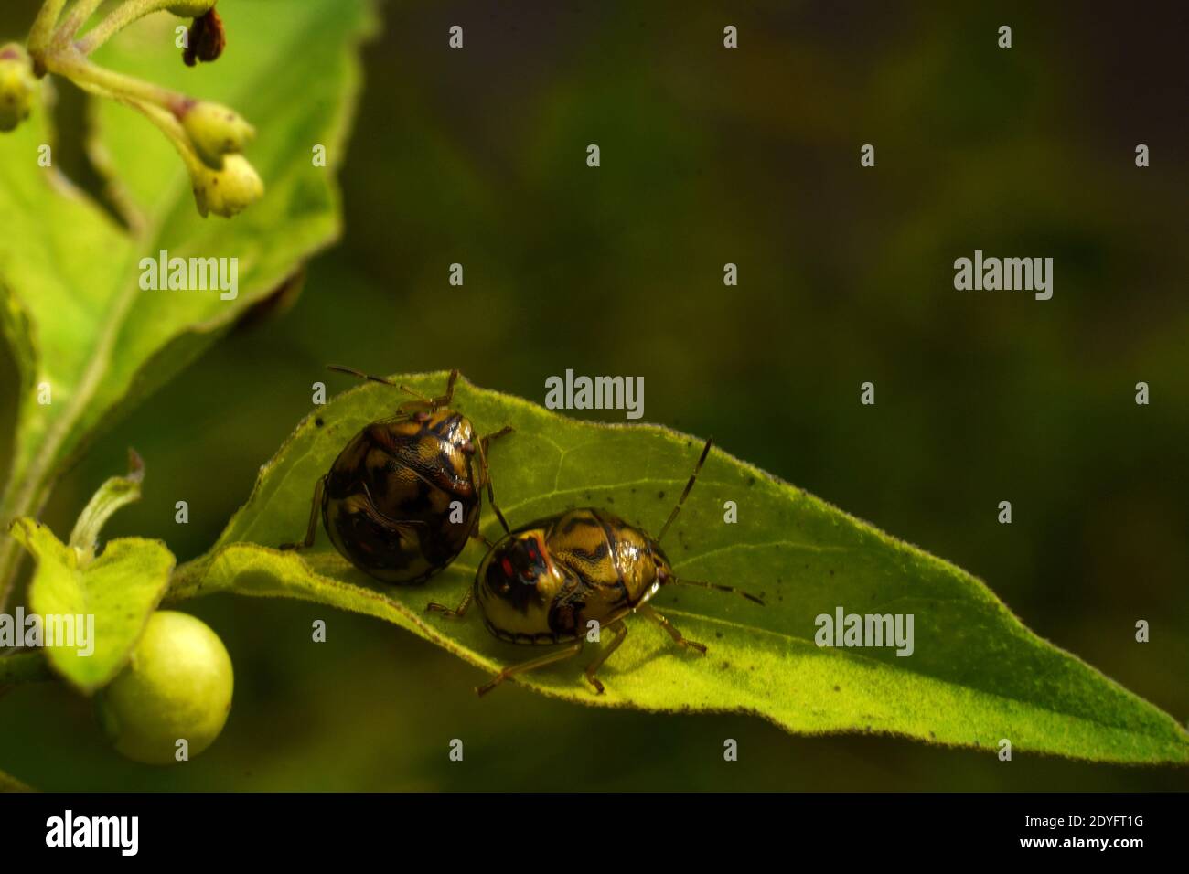 Green stink bug instars sitting on a green leaf Stock Photo - Alamy