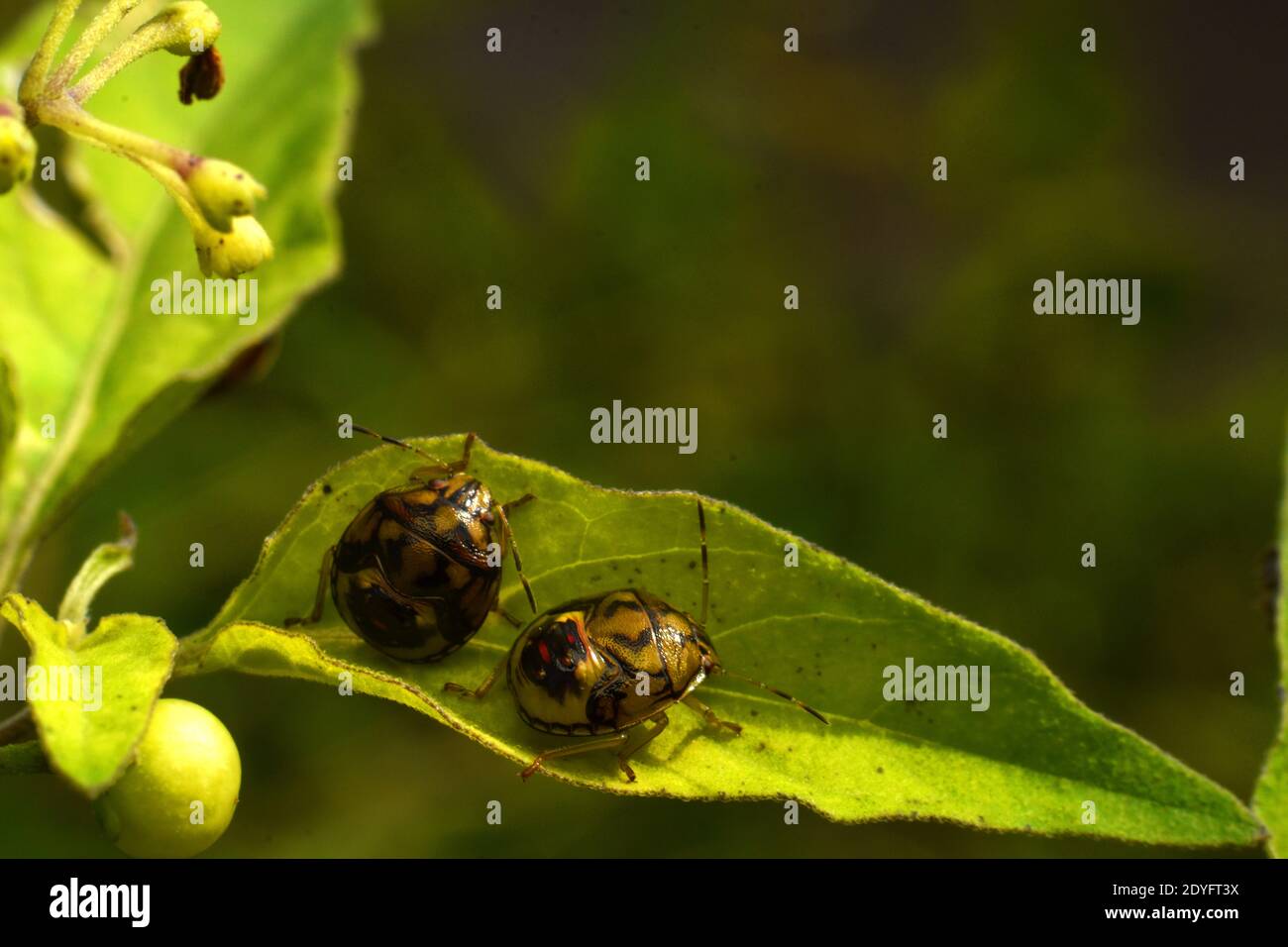 Green stink bug instars sitting on a green leaf Stock Photo - Alamy