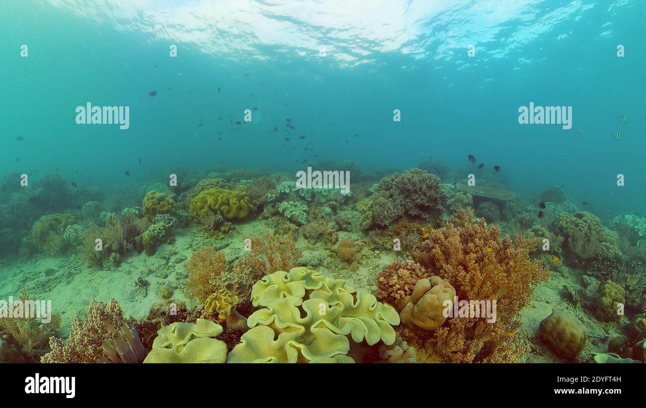 Underwater fish reef marine. Tropical colourful underwater seascape ...