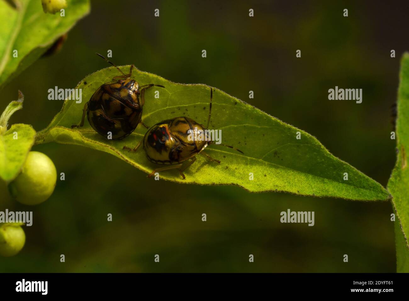 Green stink bug instars sitting on a green leaf Stock Photo - Alamy