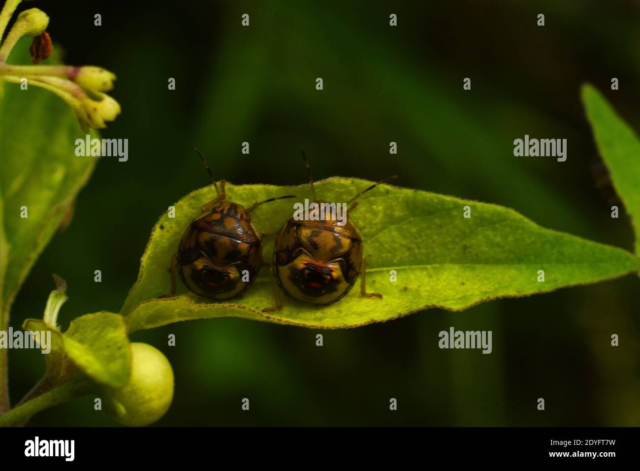 Green stink bug instars sitting on a green leaf Stock Photo - Alamy