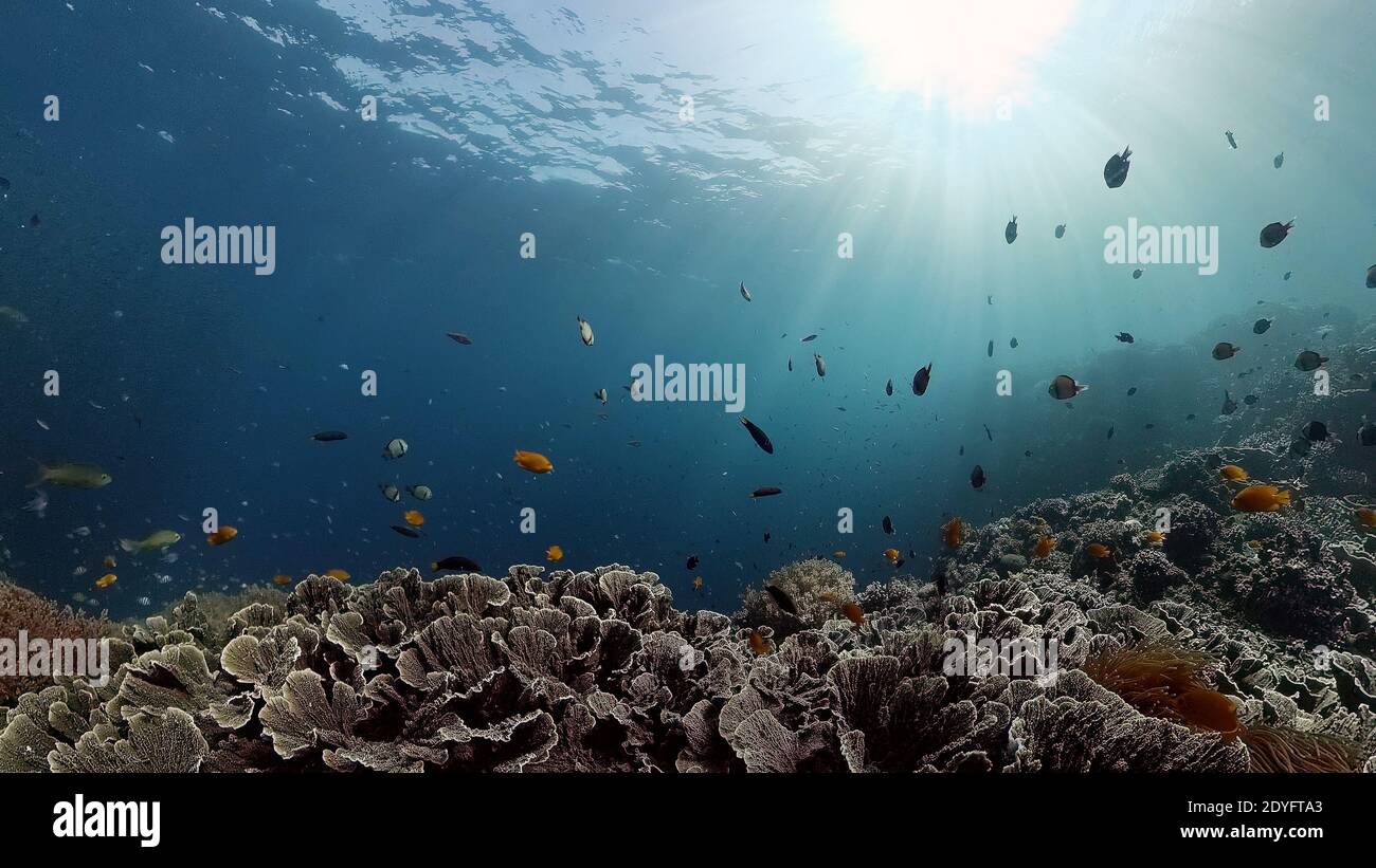 Tropical colourful underwater seascape. Tropical fishes and coral reef ...