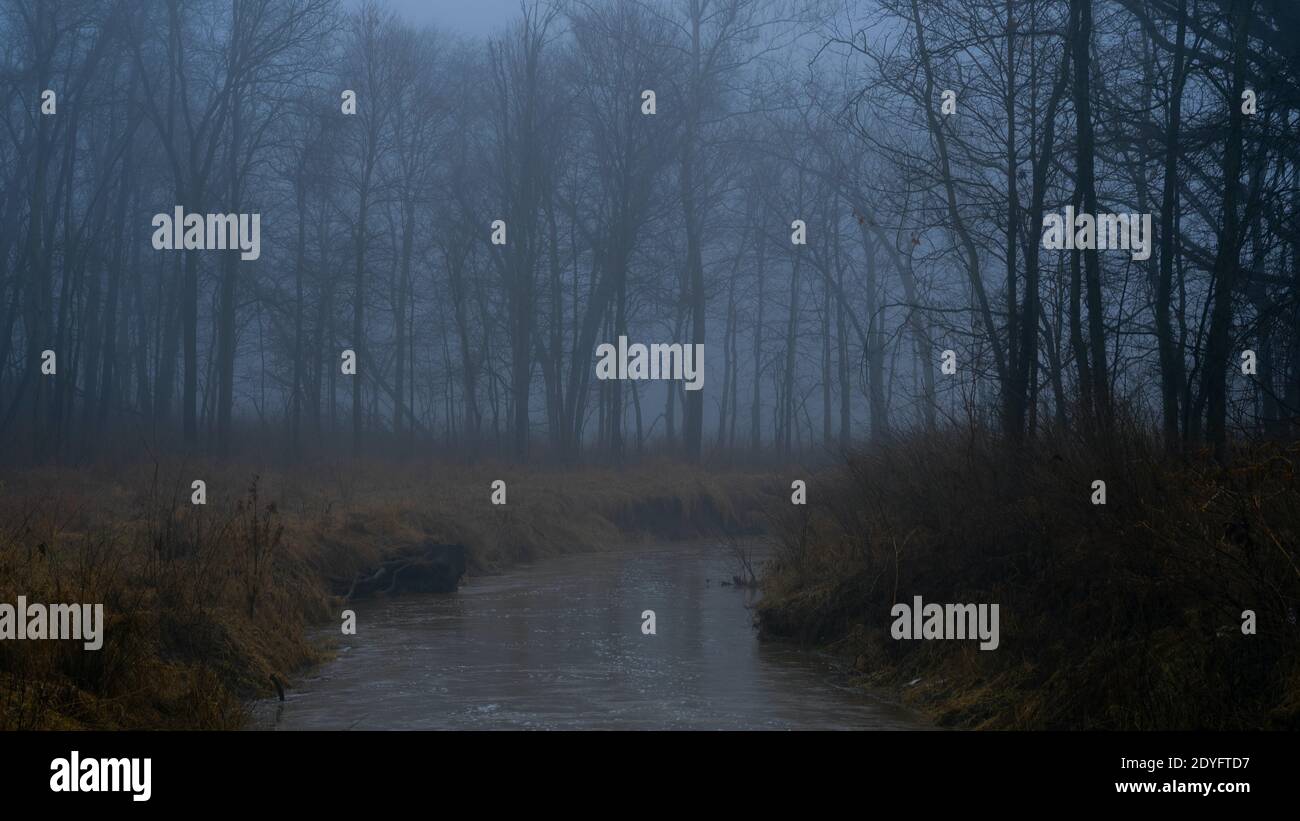 A stream flowing in a forest covered by a fog Stock Photo - Alamy