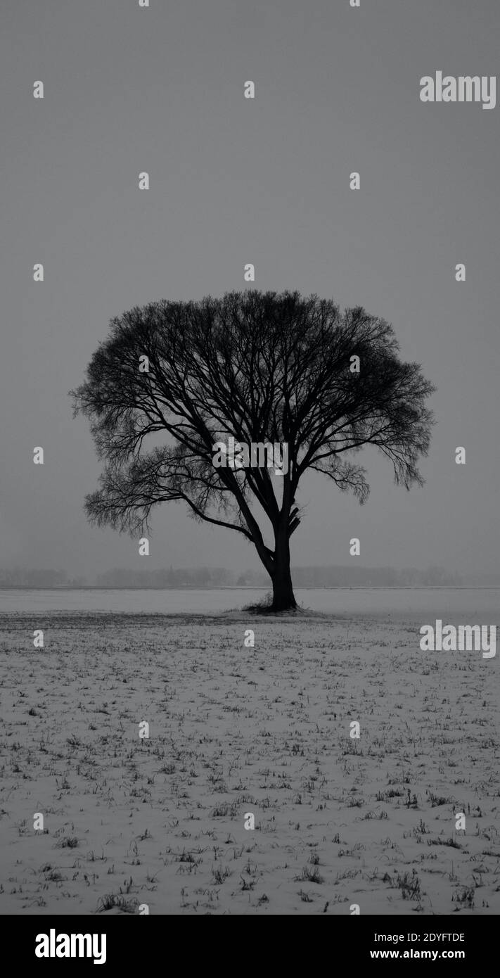 A vertical grayscale of a lonely tree in a field Stock Photo - Alamy