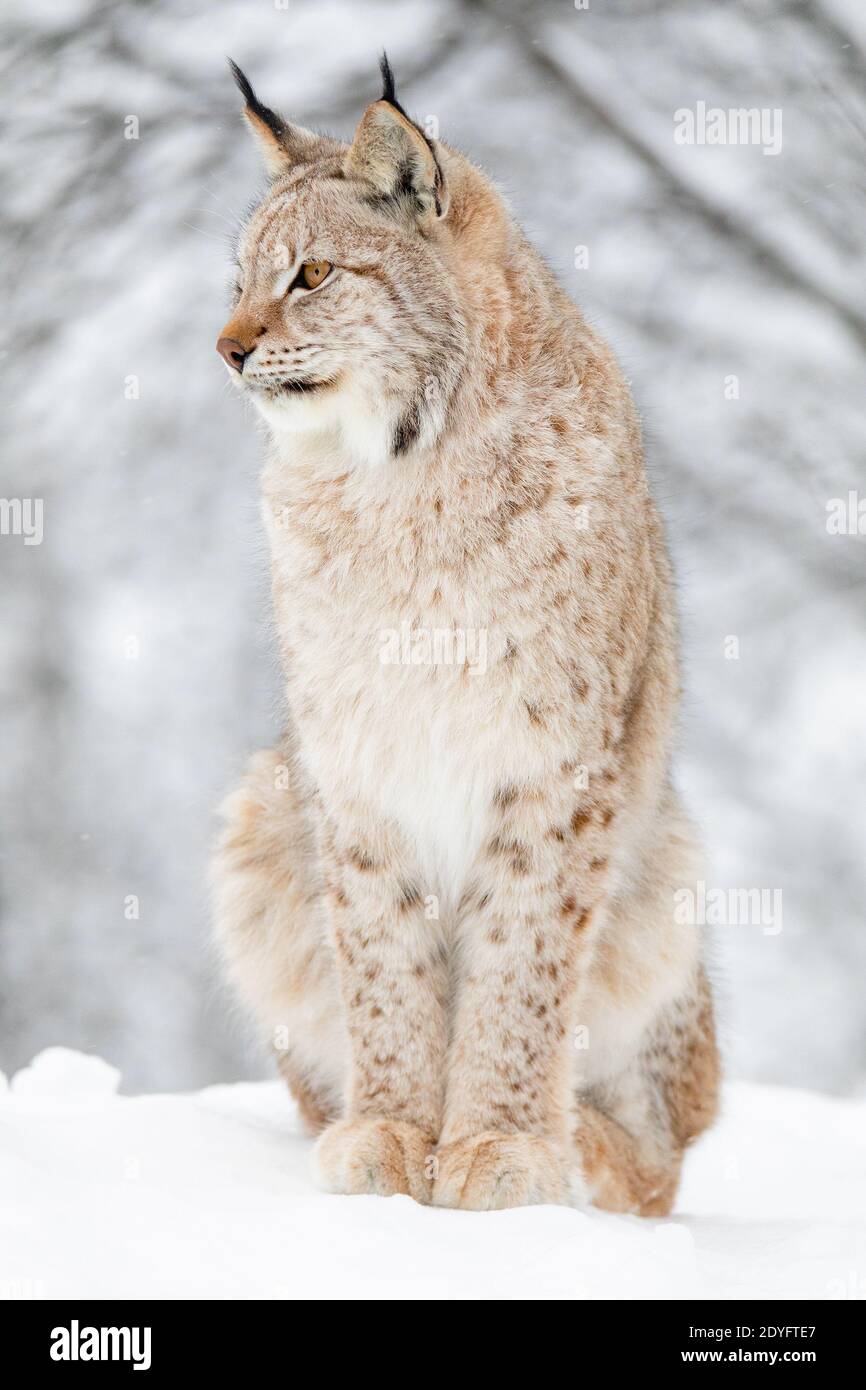 Close portrait of beautiful lynx cat in the winter snow Stock Photo - Alamy