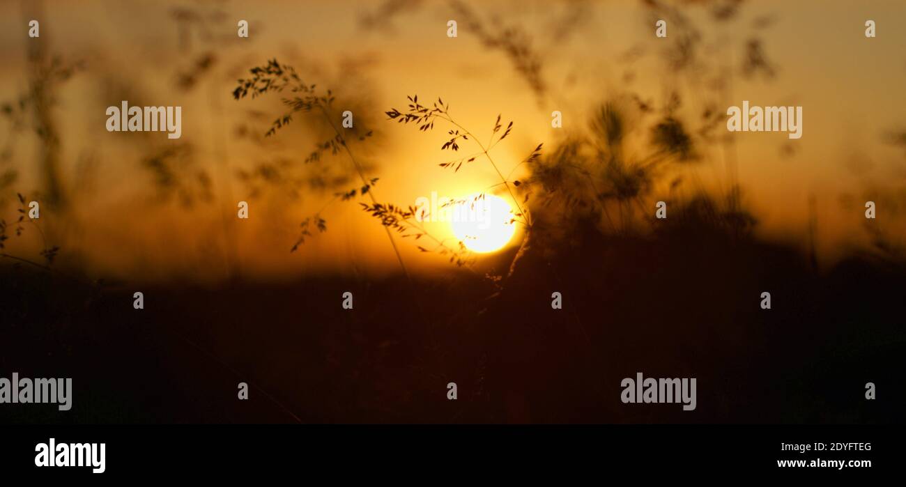 A selective focus of the bright sunset sun seen through blurred field ...