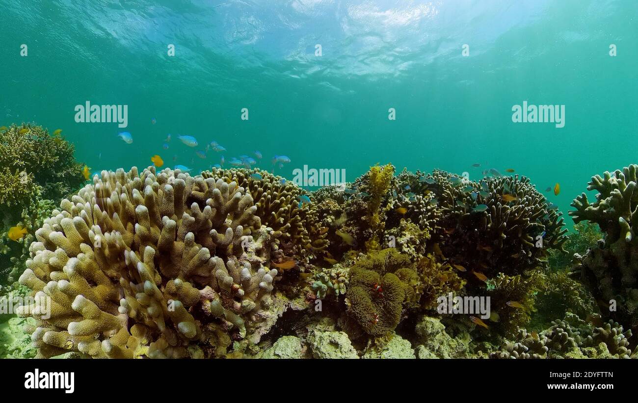 Blue Sea Water and Tropical Fish. Tropical underwater sea fish ...