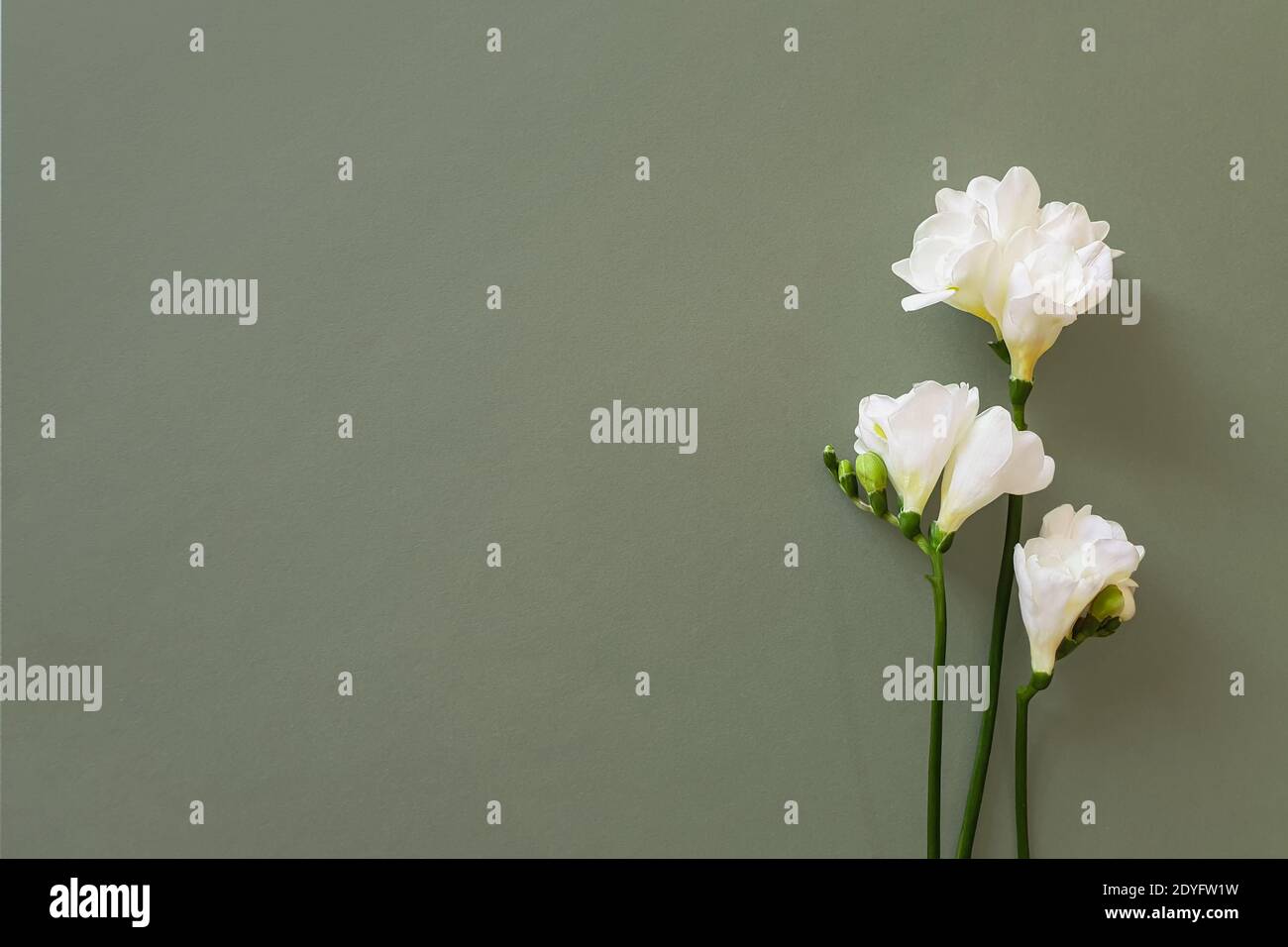Top view of white freesia flowers on a green background. Your product ...
