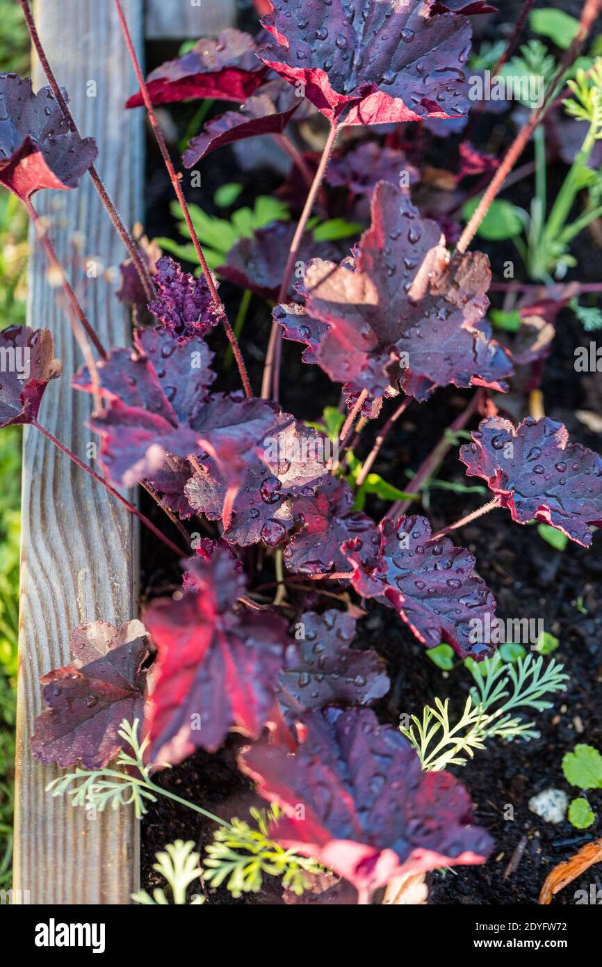 Heuchera Palace Purple High Resolution Stock Photography and Images - Alamy