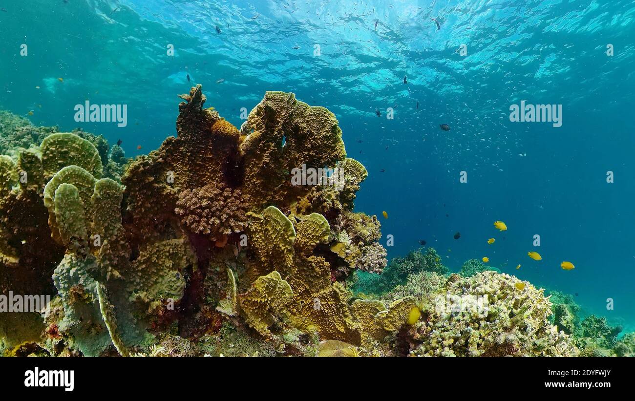 Tropical colourful underwater seascape.The underwater world with ...