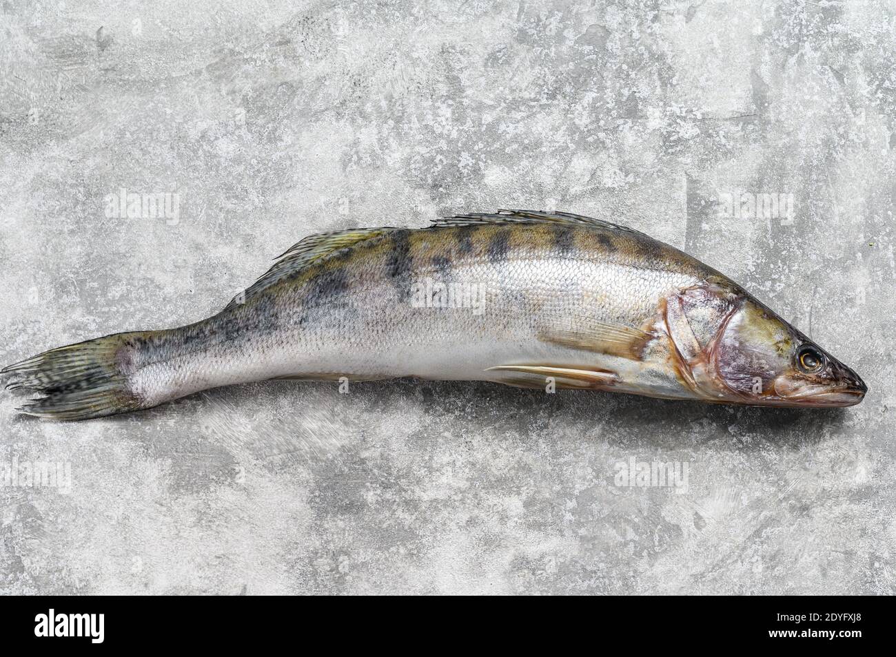 Raw zander, walleye fish. Gray background. Top view Stock Photo - Alamy