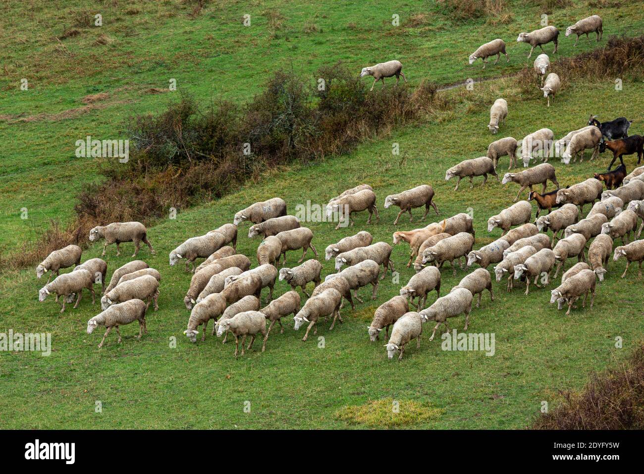 Mountain breed of sheep hi-res stock photography and images - Alamy