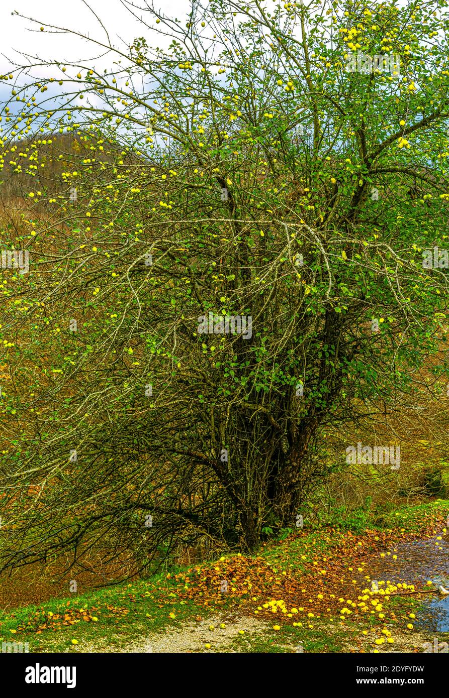 Wild apple tree hi-res stock photography and images - Alamy