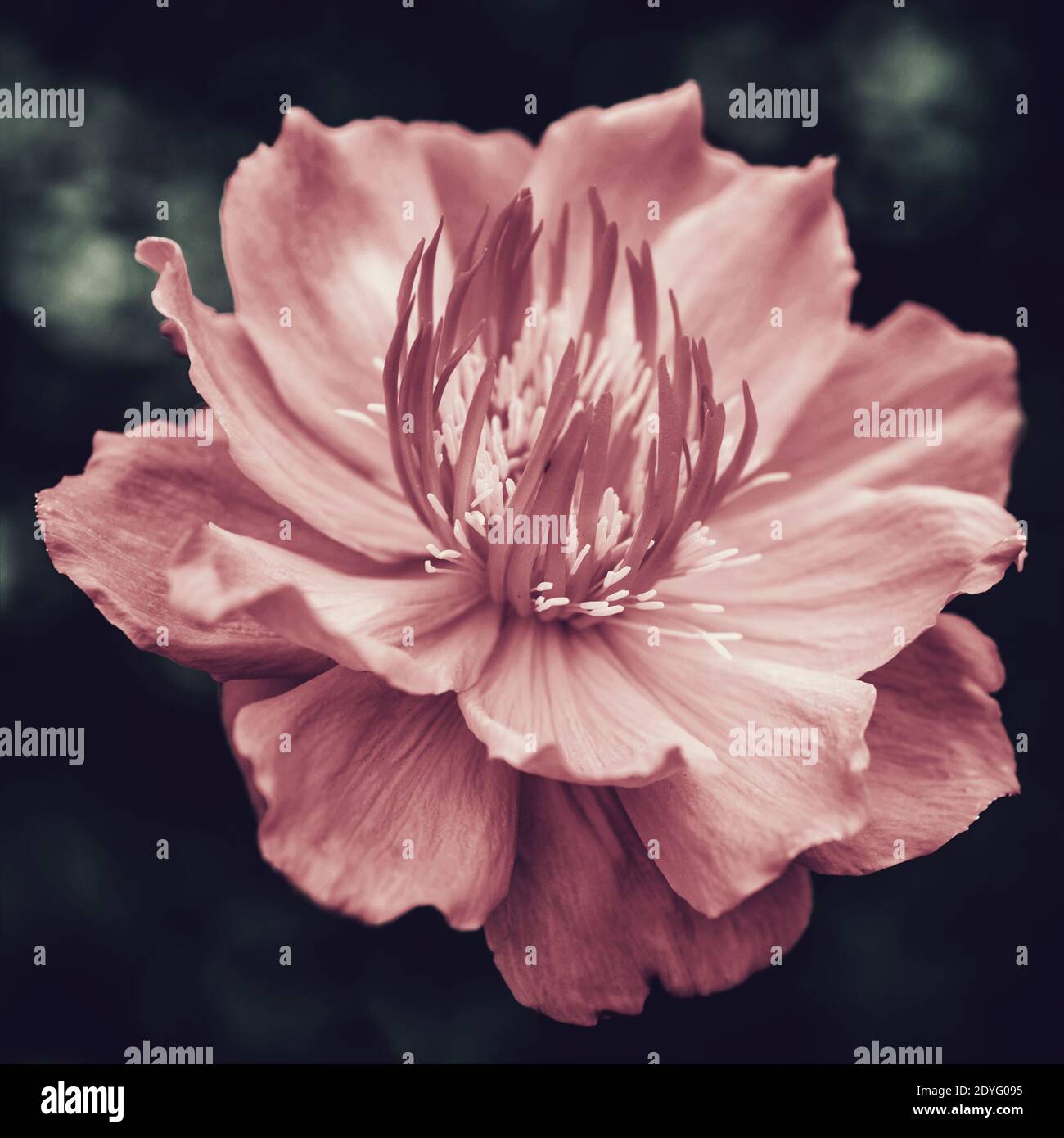 Stylized flower design in hi-res stock photography and images - Alamy